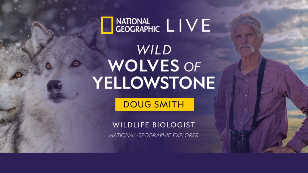 National Geographic Live: Wild Wolves of Yellowstone - Onstage Ogden