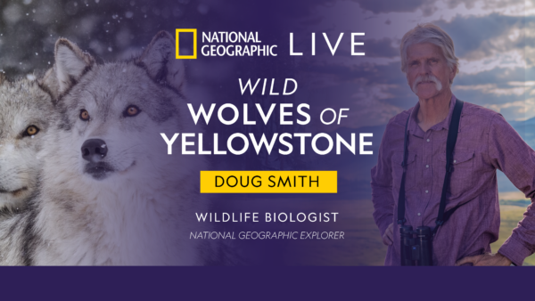 National Geographic Live: Wild Wolves of Yellowstone - Onstage Ogden